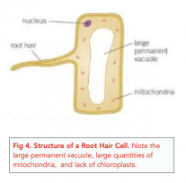 Eukaryotic Cells: Cell Specialisation (A-level Biology) - Study Mind