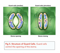 Eukaryotic Cells: Cell Specialisation (A-level Biology) - Study Mind