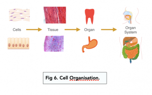 Eukaryotic Cells: Cell Specialisation (A-level Biology) - Study Mind