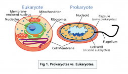 Structure of Prokaryotic Cells (A-level Biology) - Study Mind