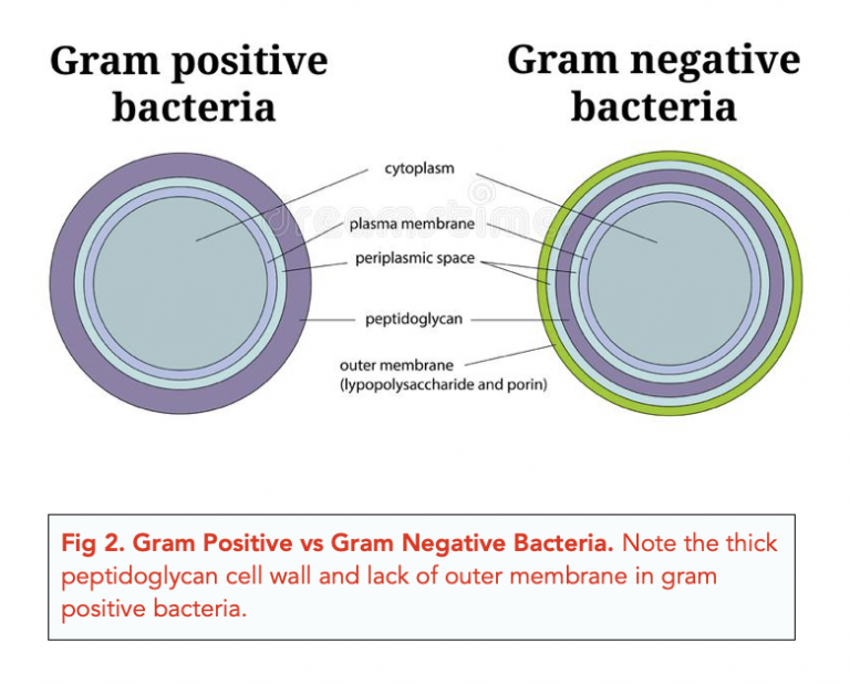 Structure of Prokaryotic Cells (A-level Biology) - Study Mind