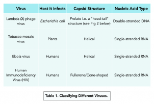 ᐉ Structure of Viruses: Characteristics and Classification