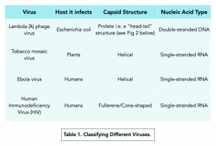 ᐉ Structure of Viruses: Characteristics and Classification