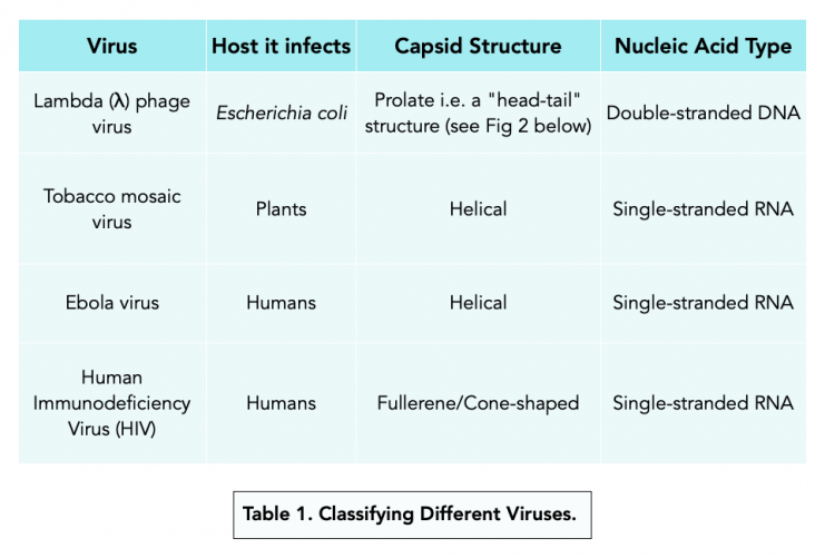 ᐉ Structure of Viruses: Characteristics and Classification