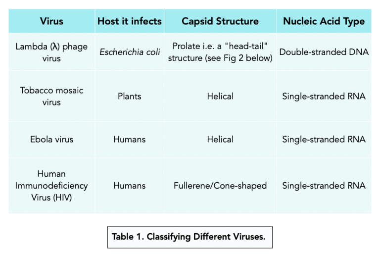 ᐉ Structure of Viruses: Characteristics and Classification