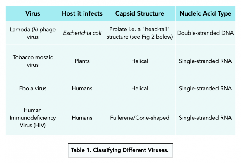 ᐉ Structure of Viruses: Characteristics and Classification