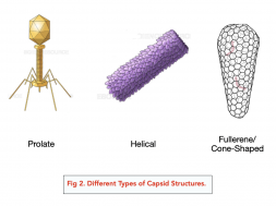 ᐉ Structure of Viruses: Characteristics and Classification