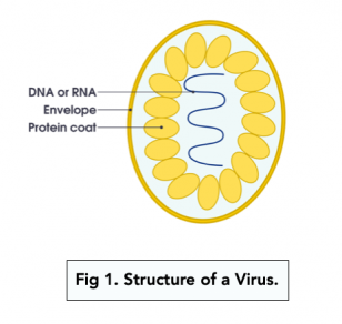 Life Cycle and Replication of Viruses (A-level Biology) - Study Mind