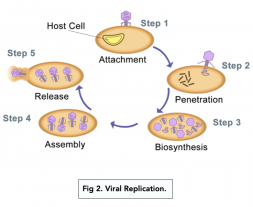 Life Cycle and Replication of Viruses (A-level Biology) - Study Mind