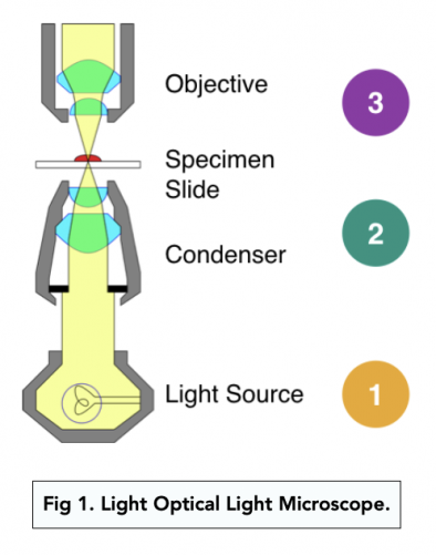 Studying Cells: Light Microscopes (A-level Biology) - Study Mind