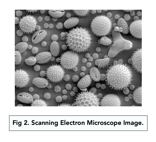 Studying Cells: Electron Microscopes (A-level Biology) - Study Mind