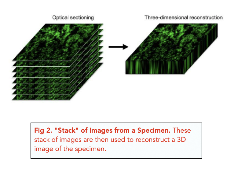 Studying Cells: Confocal Microscopes (A-level Biology) - Study Mind