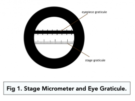 ᐉ How to Calculate the Actual Size of Cell? Formula and Examples