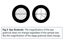Calculating Cell Size (A-level Biology) - Study Mind
