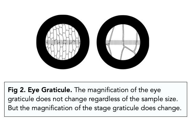 ᐉ How to Calculate the Actual Size of Cell? Formula and Examples