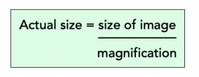 Calculating Cell Size (A-level Biology) - Study Mind