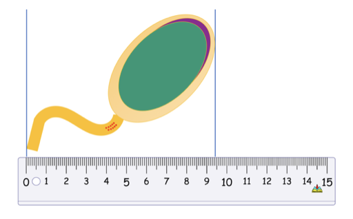 Magnification and Resolution (A-level Biology) - Study Mind