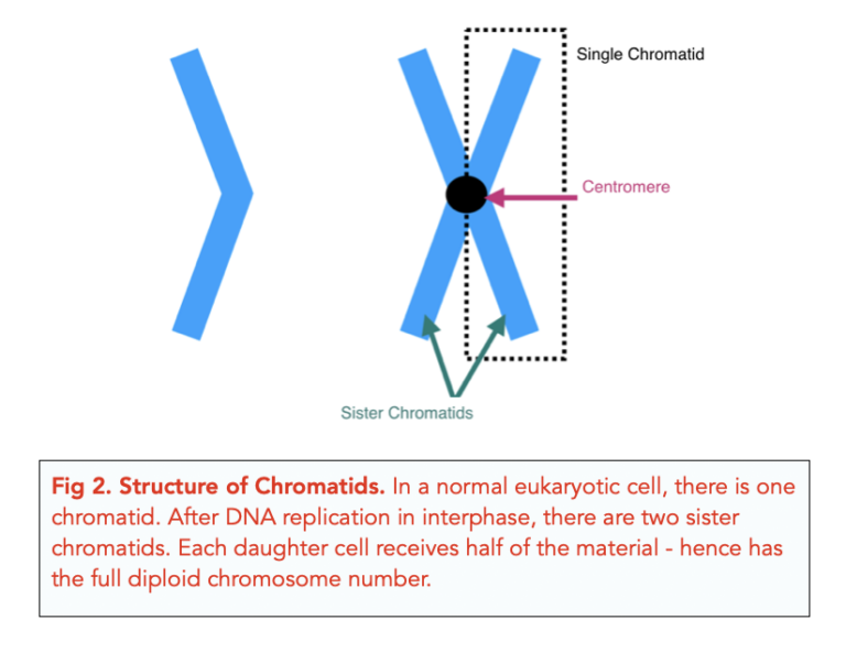 Cell Division: Chromosomes (A-level Biology) - Study Mind