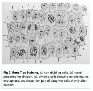 Cell Division: Phases of Mitosis (A-level Biology) - Study Mind