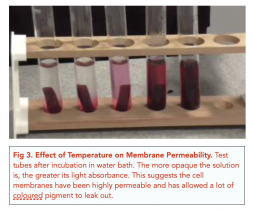 Factors Affecting Cell Membrane Structure (A-level Biology) - Study Mind