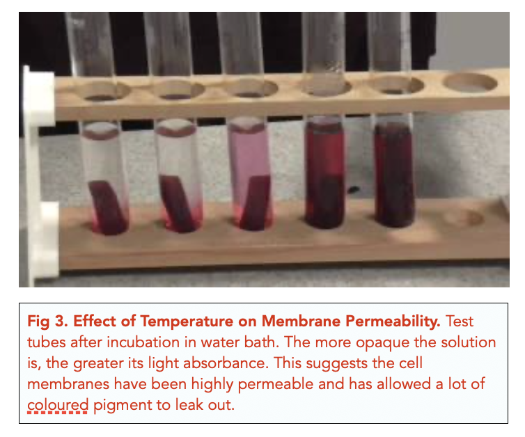 Factors Affecting Cell Membrane Structure (A-level Biology) - Study Mind