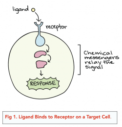 Signalling Across Cell Membranes (A-level Biology) - Study Mind