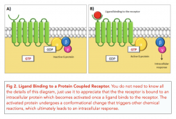 Signalling Across Cell Membranes (A-level Biology) - Study Mind