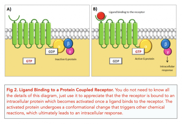 Signalling Across Cell Membranes (A-level Biology) - Study Mind