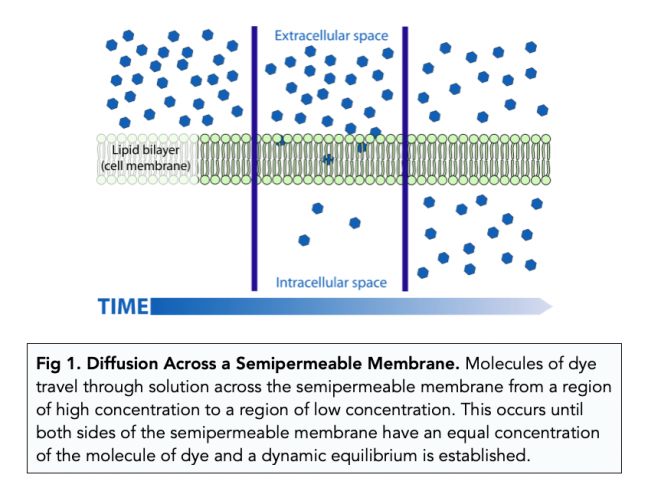 Transport Across Membranes: Diffusion (A-level Biology) - Study Mind