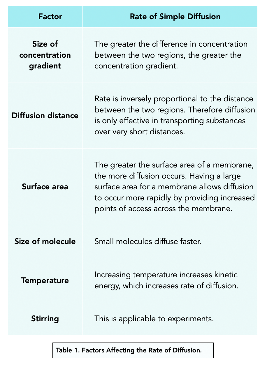 Transport Across Membranes: Diffusion (A-level Biology) - Study Mind