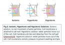 Transport Across Membranes: Osmosis (A-level Biology) - Study Mind