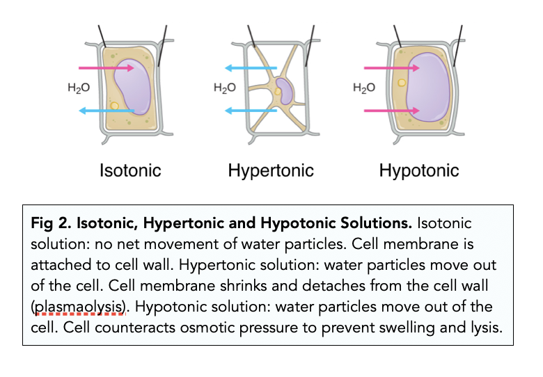 Transport Across Membranes: Osmosis (A-level Biology) - Study Mind