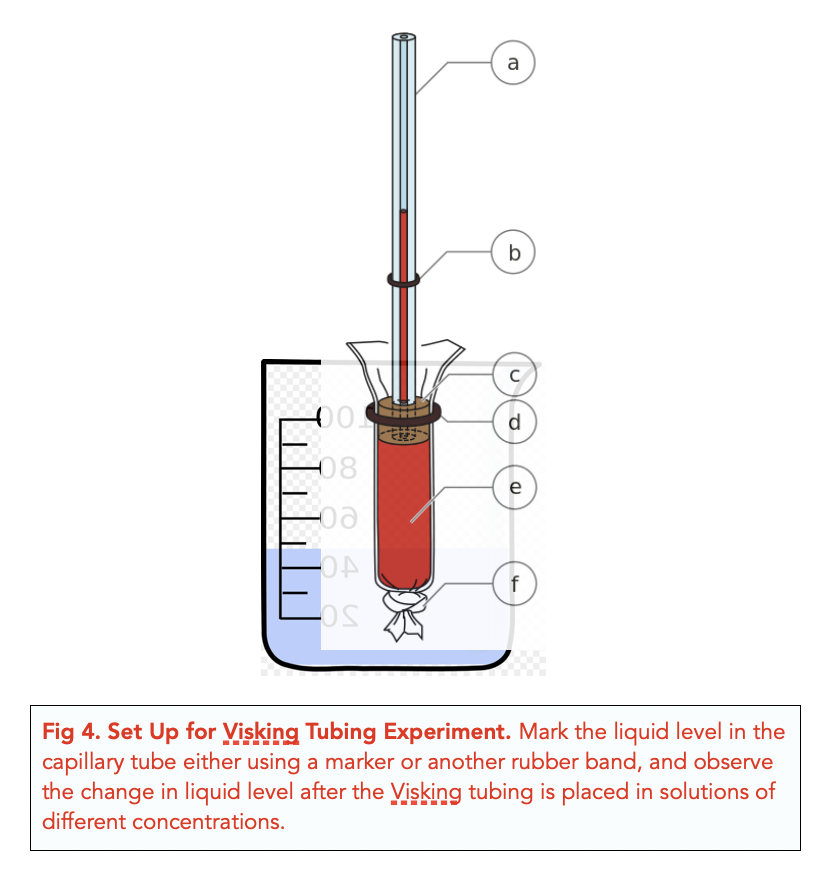 Investigating Transport Across Membranes (A-level Biology) - Study Mind