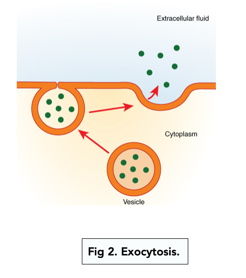 Transport Across Membranes: Active Transport (A-level Biology) - Study Mind