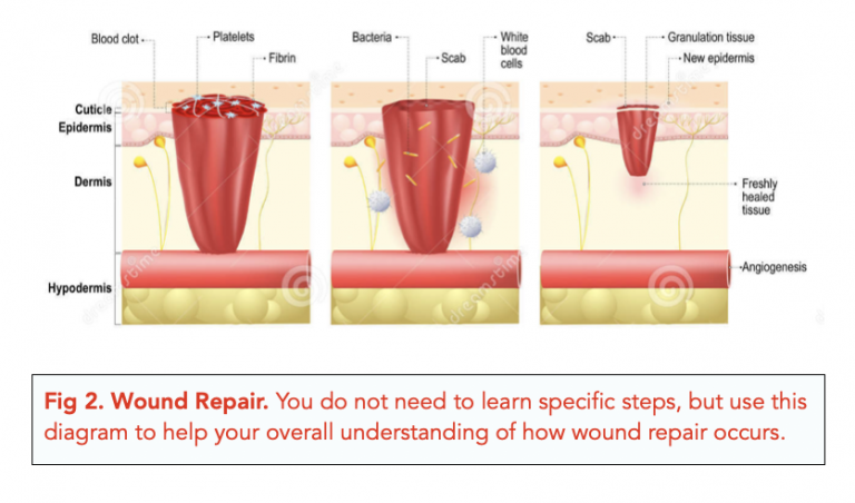 Primary Defences against Pathogens (A-level Biology) - Study Mind