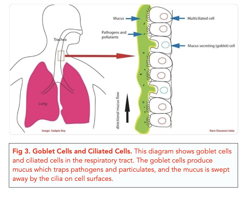 Primary Defences against Pathogens (A-level Biology) - Study Mind