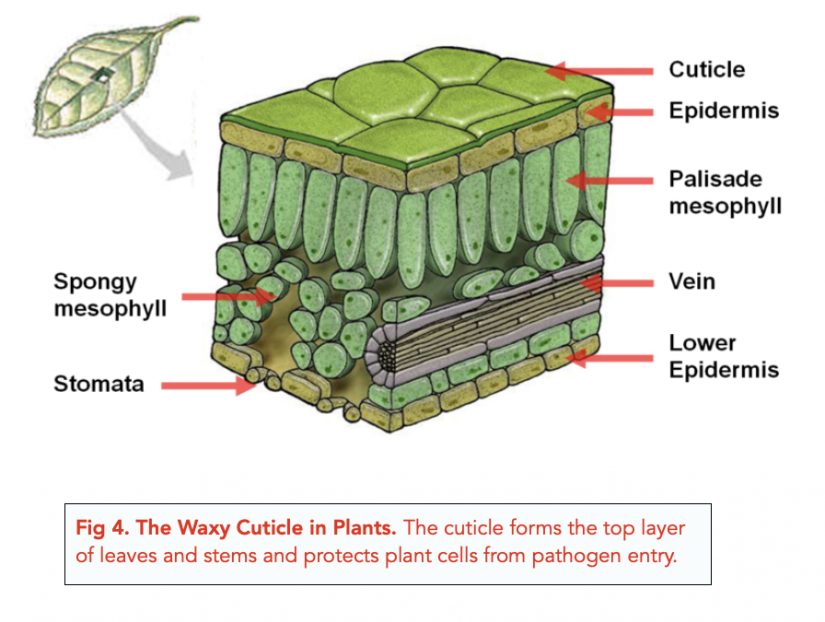 Primary Defences against Pathogens (A-level Biology) - Study Mind