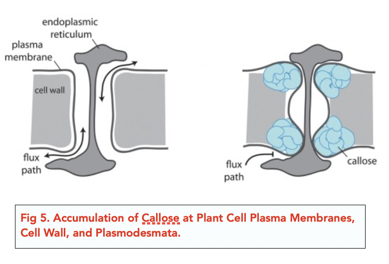 Primary Defences against Pathogens (A-level Biology) - Study Mind