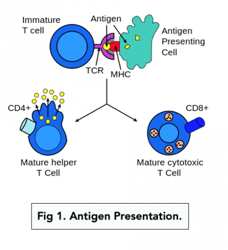 The Adaptive Immune Response (A-level Biology) - Study Mind