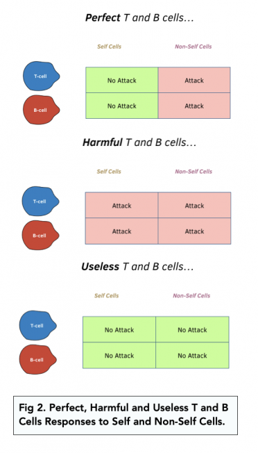 The Adaptive Immune Response (A-level Biology) - Study Mind