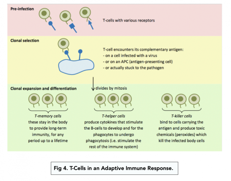 The Adaptive Immune Response (A-level Biology) - Study Mind