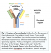 Structure and Function of Antibodies (A-level Biology) - Study Mind