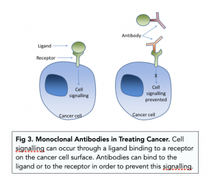 Structure and Function of Antibodies (A-level Biology) - Study Mind