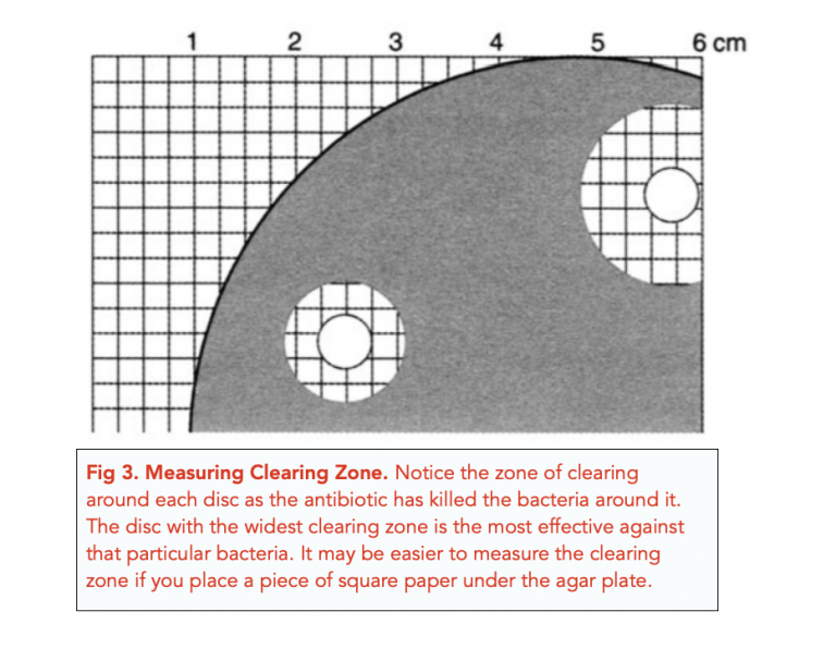 Bacteria, Antibiotics, and Other Medicines (A-level Biology) - Study Mind