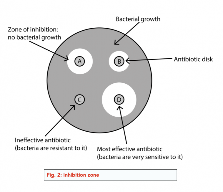Microbial Techniques (A-level Biology) - Study Mind