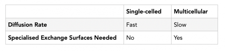 The Need for Exchange Surfaces (A-level Biology) - Study Mind