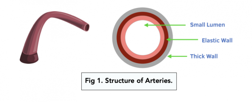 Structure and Function of Blood Vessels (A-level Biology) - Study Mind