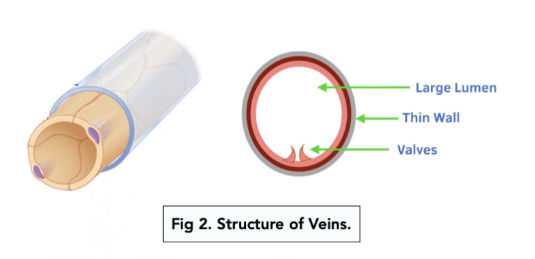 Structure and Function of Blood Vessels (A-level Biology) - Study Mind