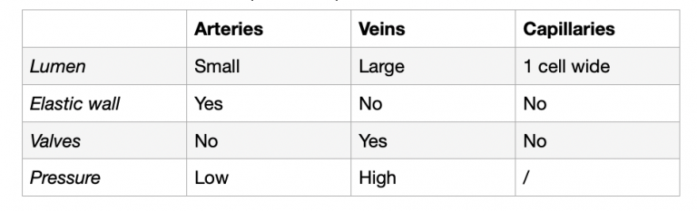 Structure and Function of Blood Vessels (A-level Biology) - Study Mind