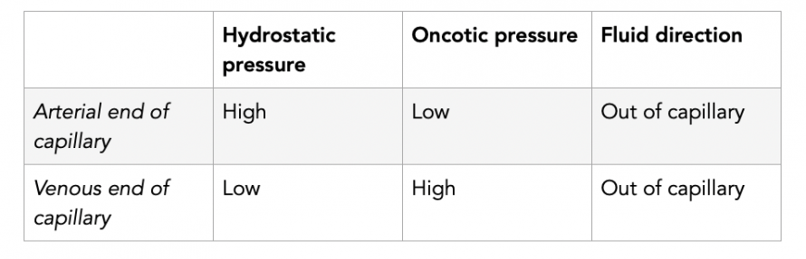 Exchange in Capillaries (A-level Biology) - Study Mind